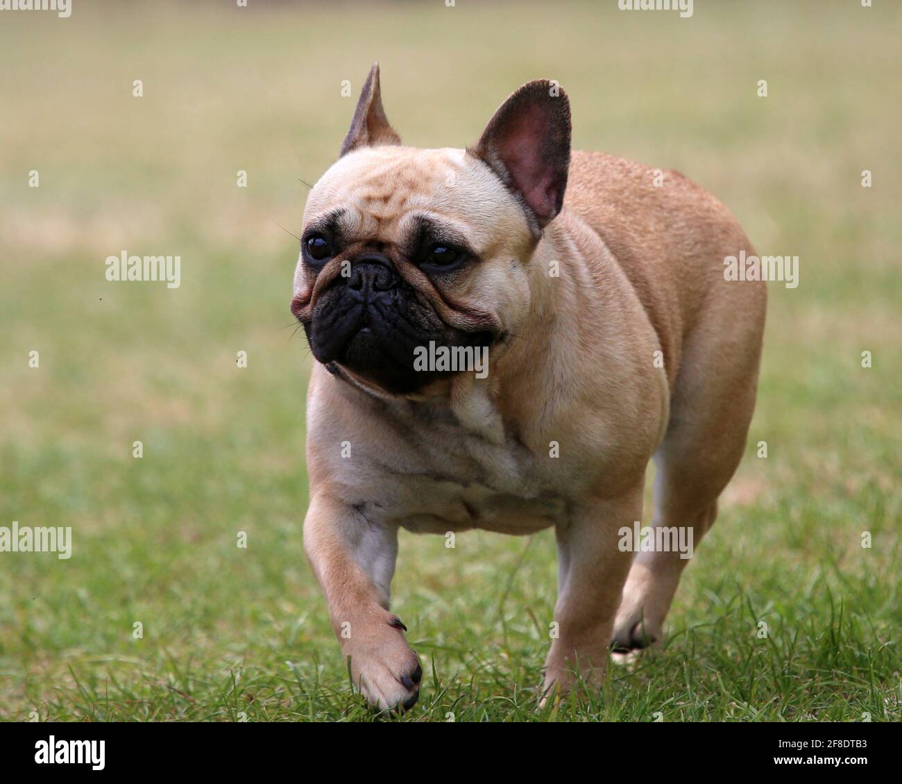 Standard bulldog hi-res stock photography and images - Alamy