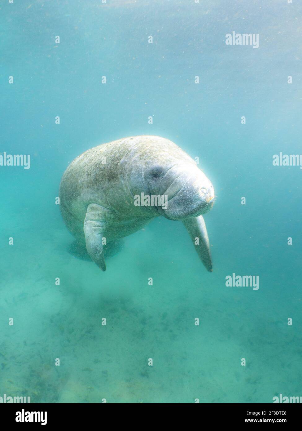 Manatee tropical hi-res stock photography and images - Alamy