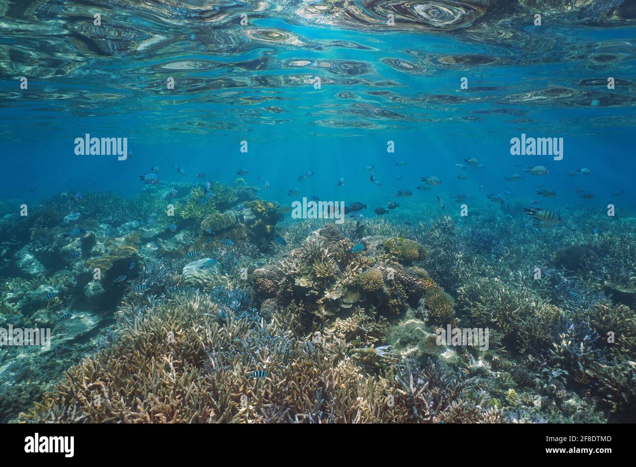 Healthy coral reef below water surface, underwater seascape, south ...
