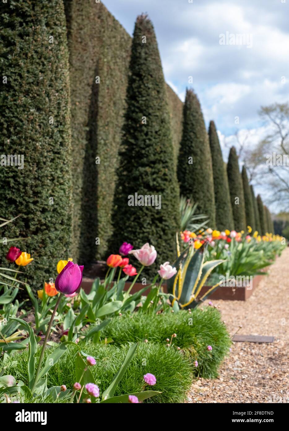Well manicured yew hedge with tulips in the garden at National Trust ...