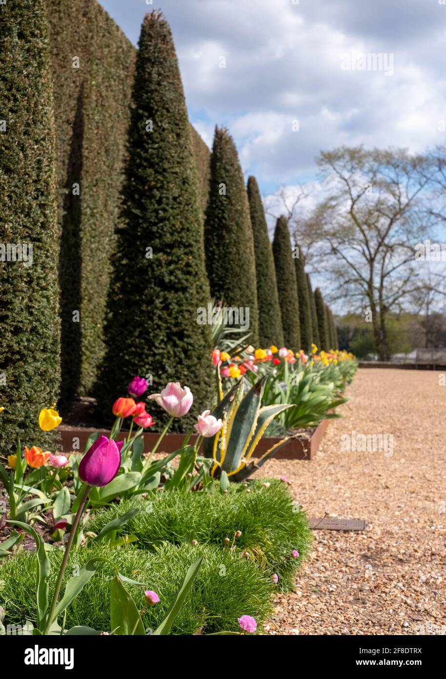 Well manicured yew hedge with tulips in the garden at National Trust ...