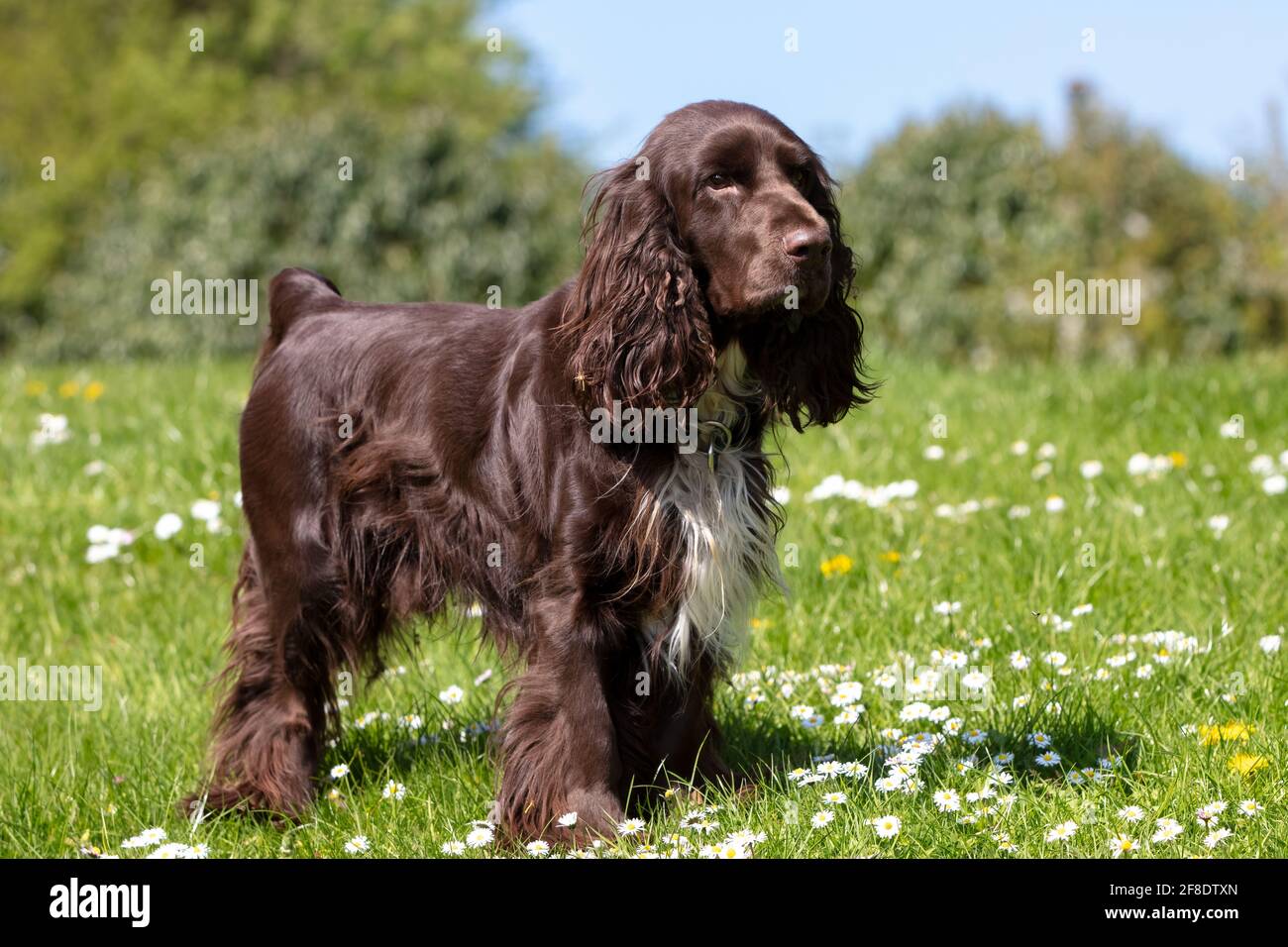 Vulnerable native breed hi-res stock photography and images - Alamy