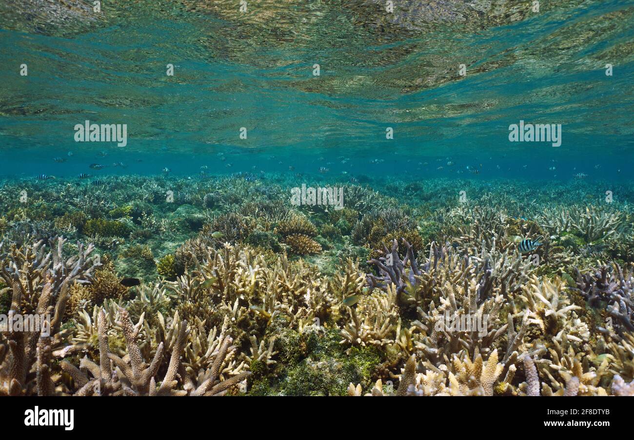 Shallow coral reef below water surface, underwater seascape, south ...