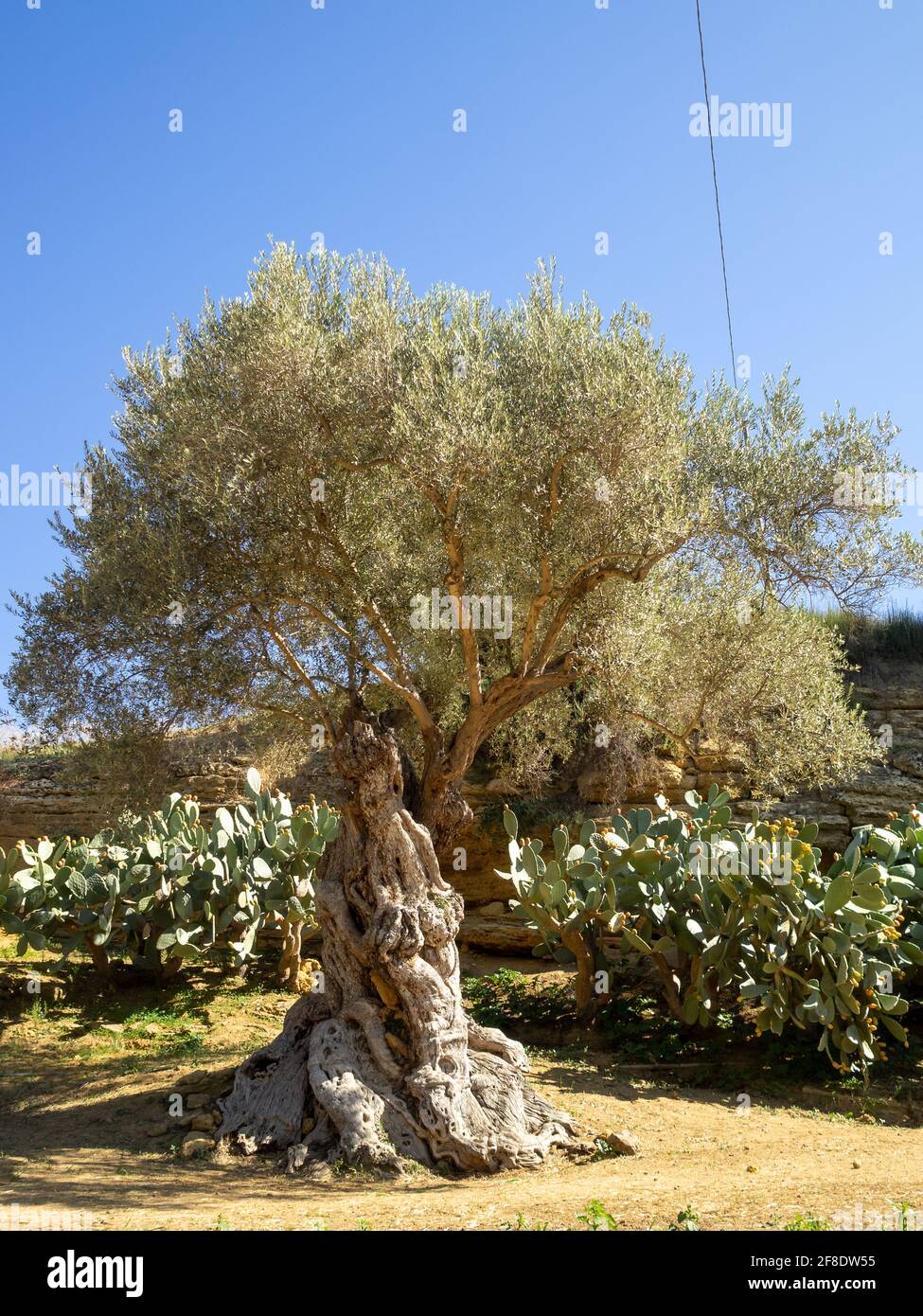 old olive tree at Giardino della Kolymbetra, Valle dei Templi Stock ...