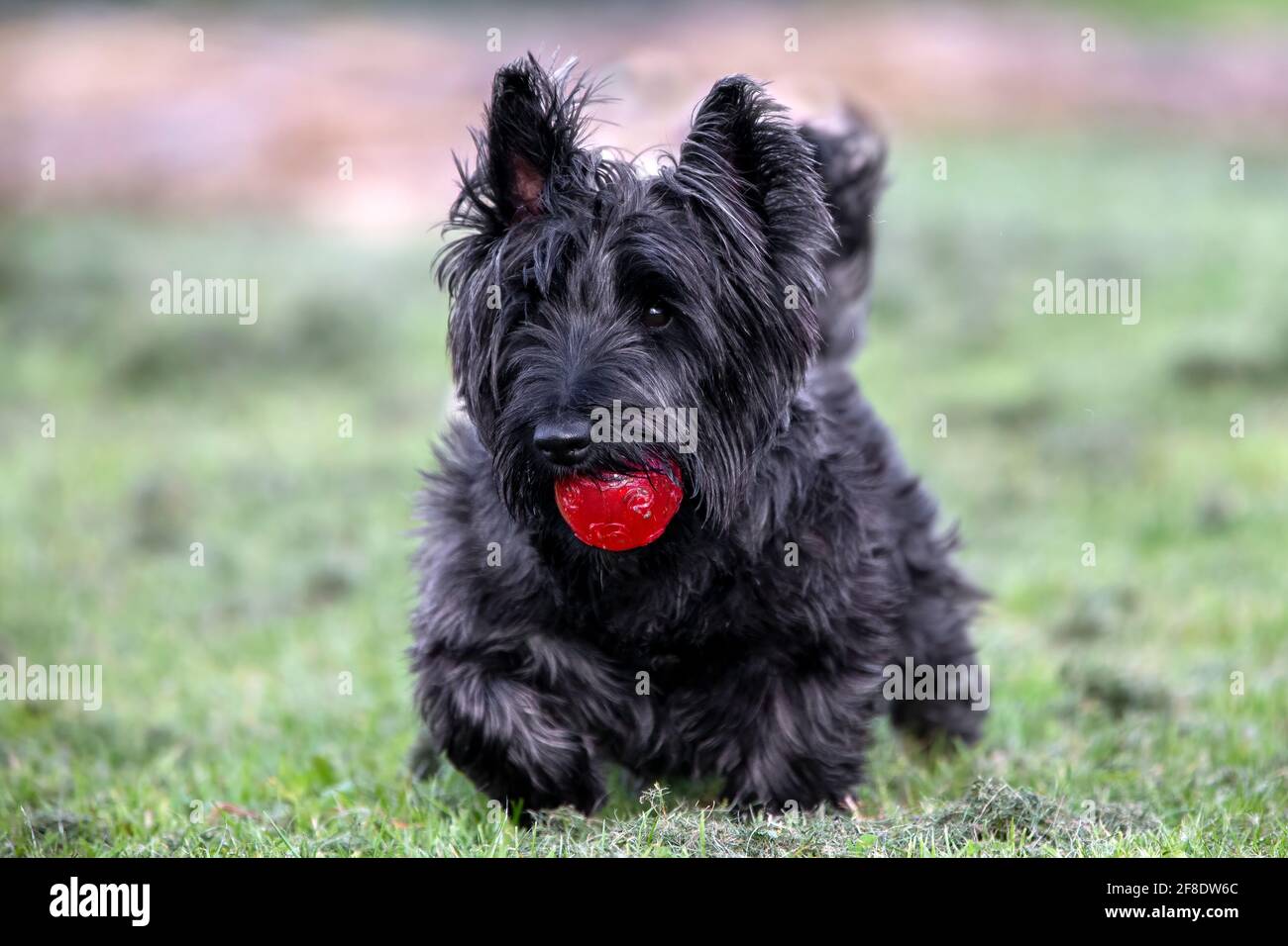 Pet companion scottie dog hi-res stock photography and images - Alamy