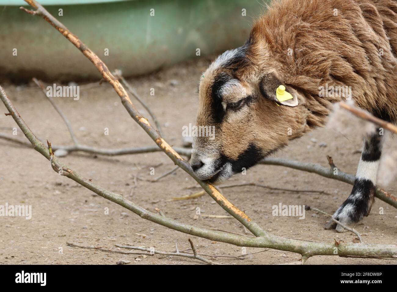 Cute goat smelling a tree branch Stock Photo - Alamy