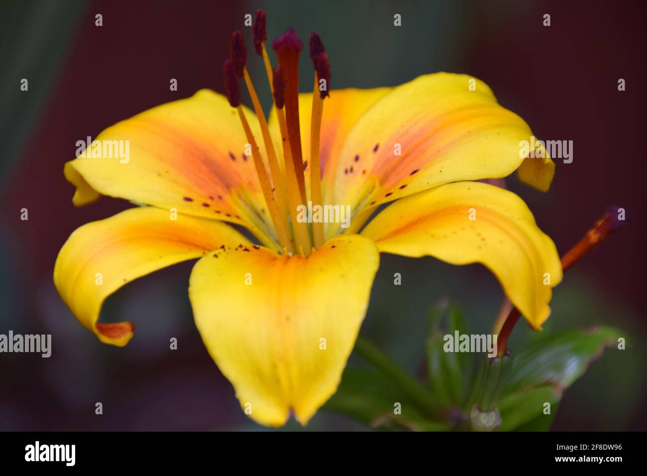 Yellow Tiger Lilly in the Garden Stock Photo - Alamy