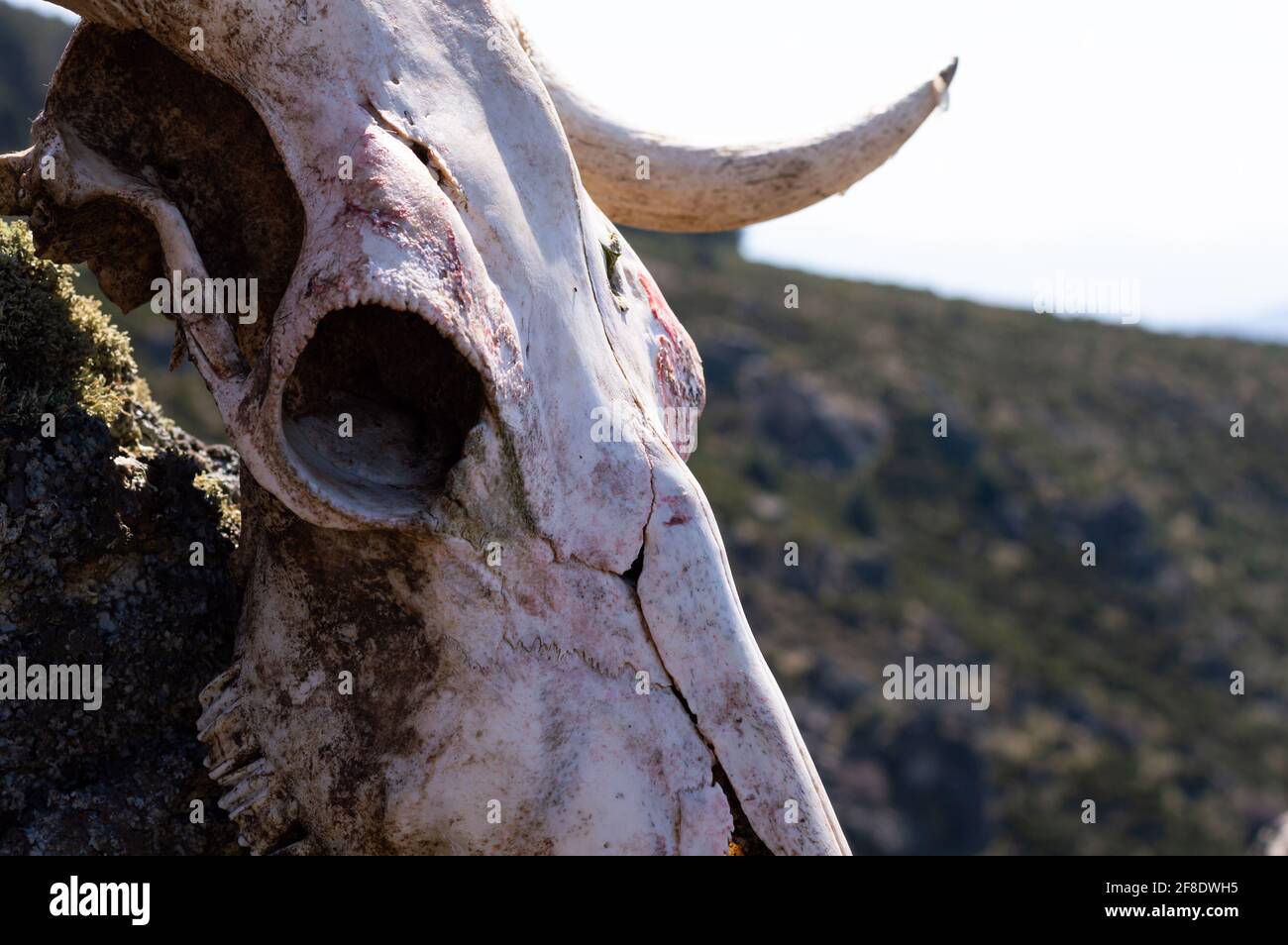 Mossy skull hi-res stock photography and images - Alamy