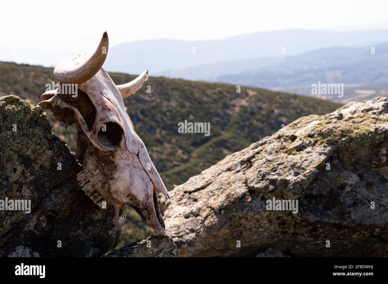 Mossy skull hi-res stock photography and images - Alamy