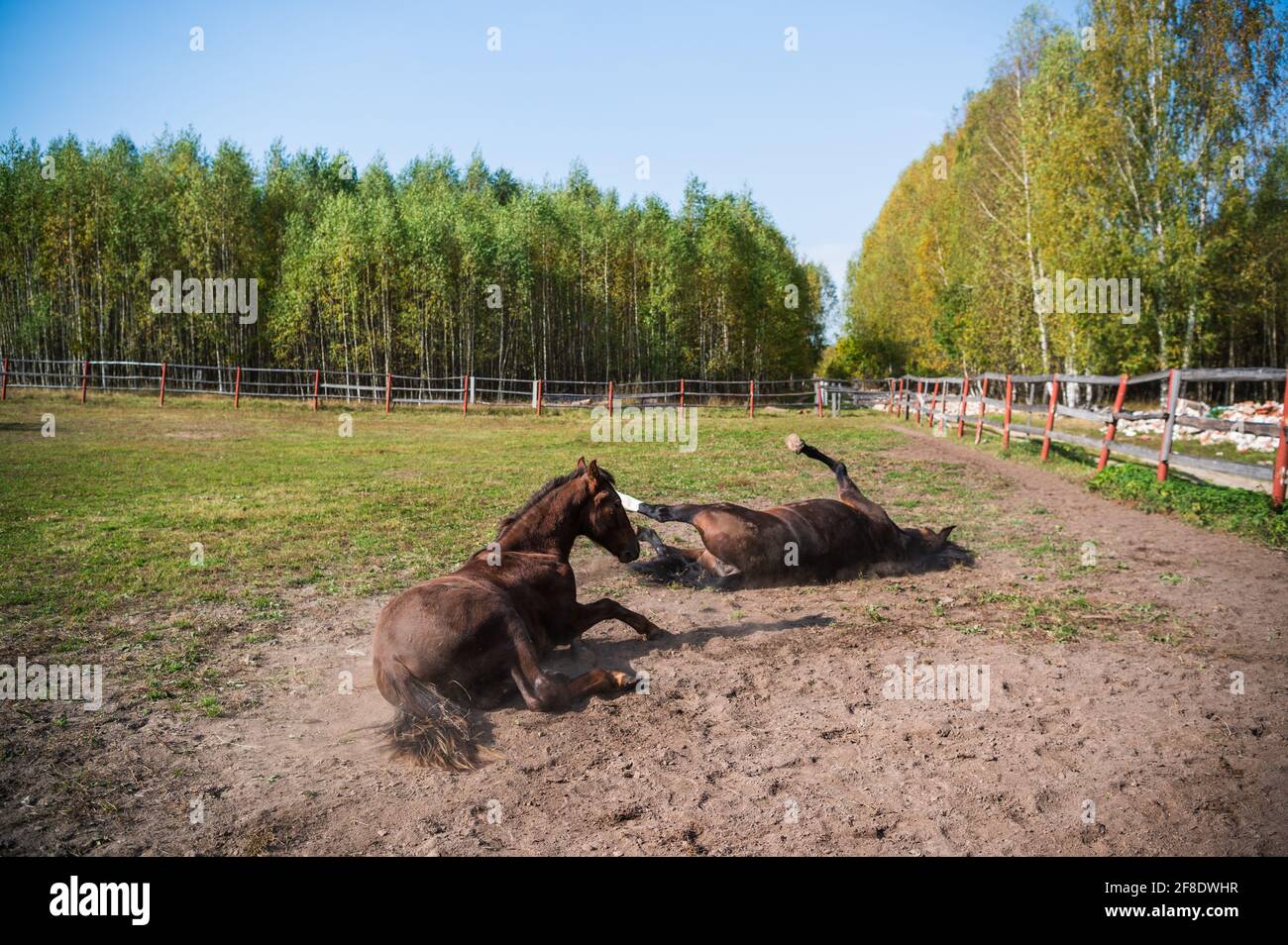 Two horses take mud baths in a paddock on a farm while walking Stock ...