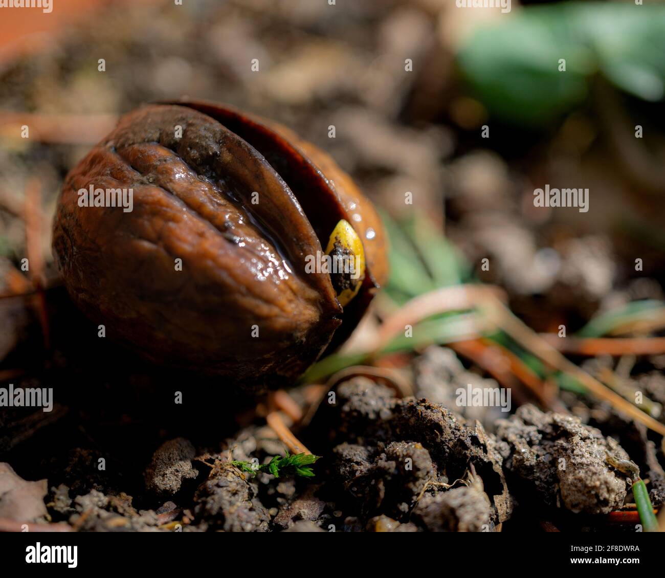 Closeup of a sprouted walnut on the ground - new life Stock Photo - Alamy