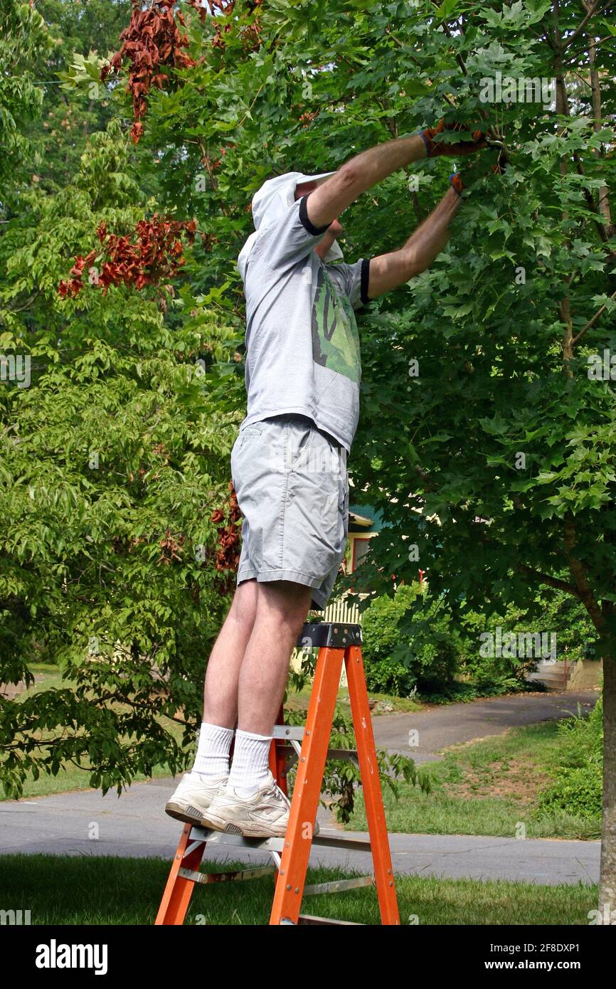 Snipping tree hi-res stock photography and images - Alamy