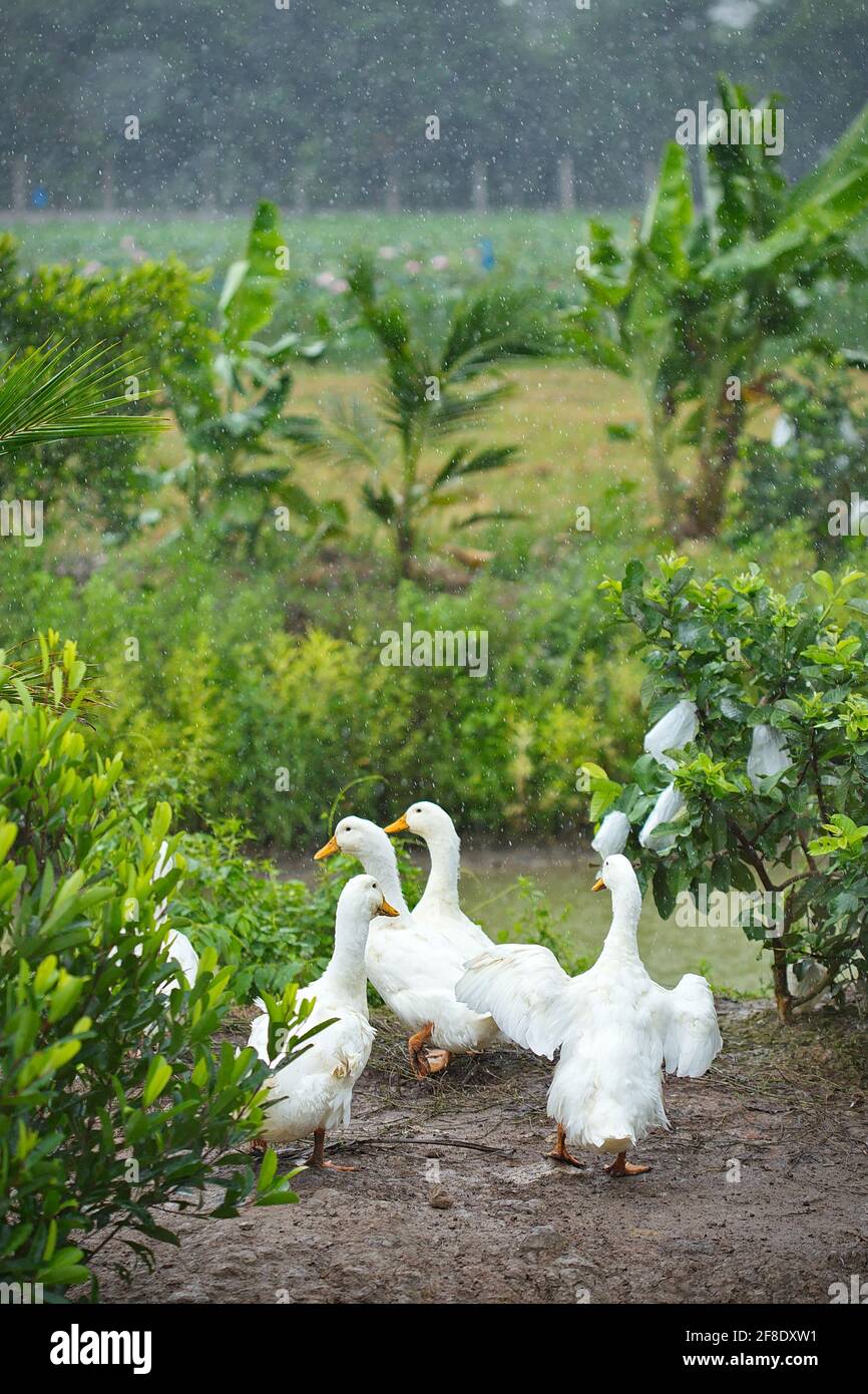 White ducks in the countryside farm Stock Photo - Alamy