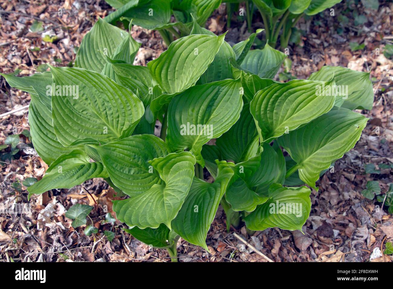 Wavy leaves hi-res stock photography and images - Alamy