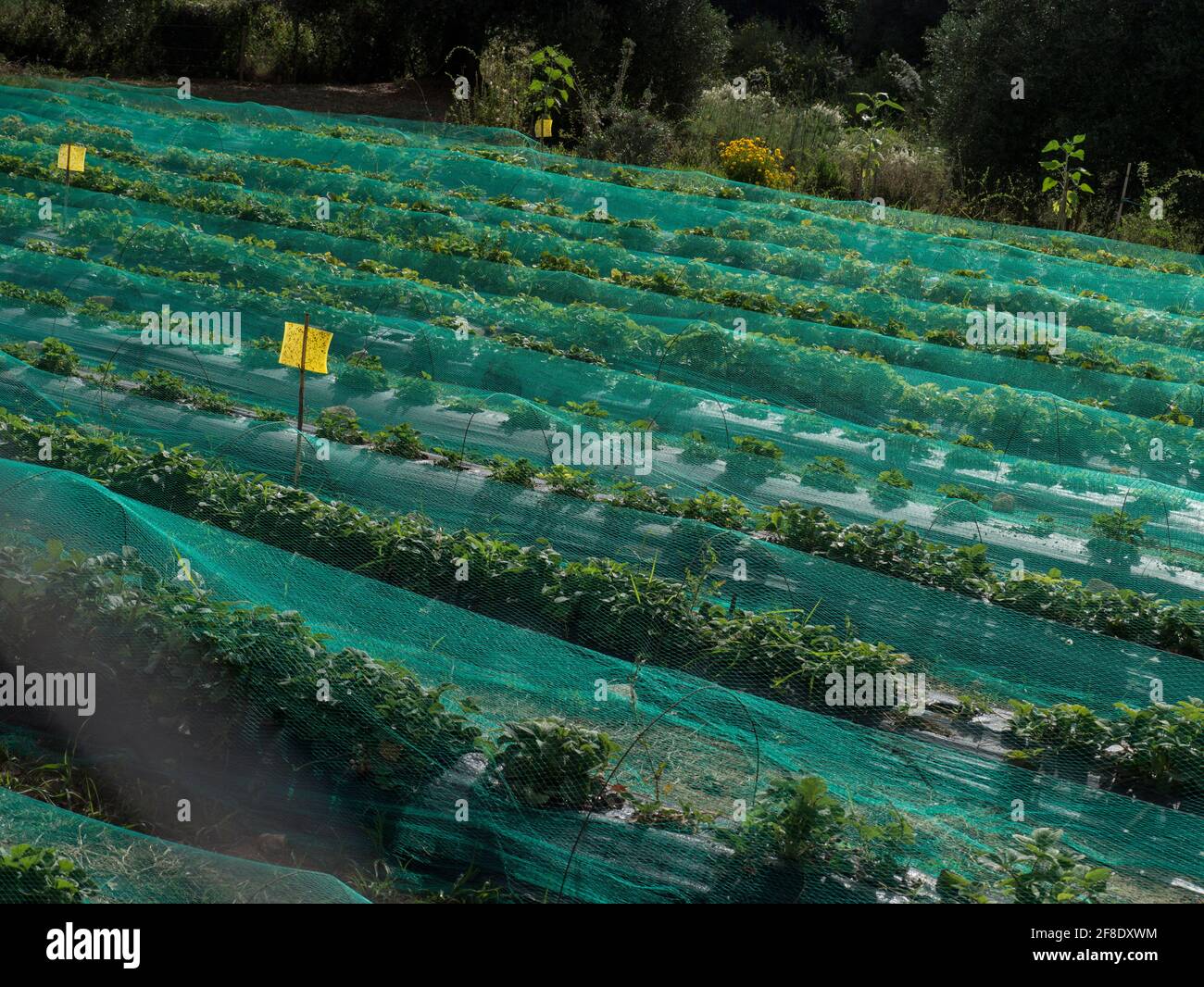 greenhouses with green nets Stock Photo - Alamy