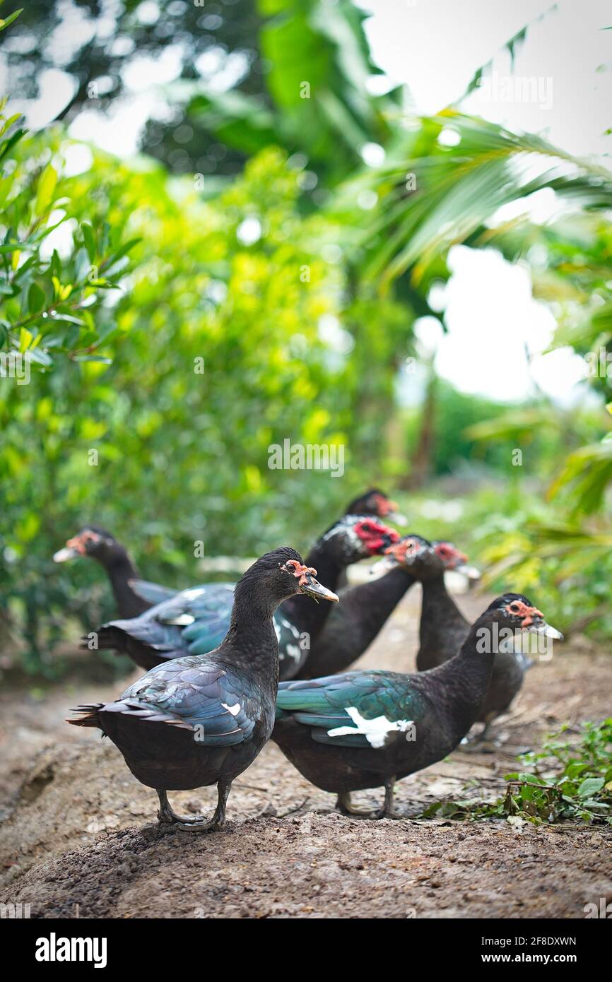 Black Farm Duck