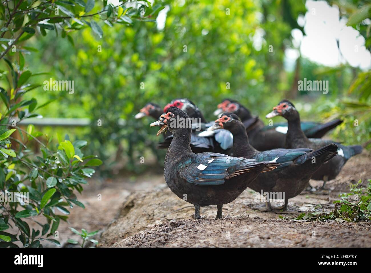Black ducks in the countryside farm Stock Photo - Alamy