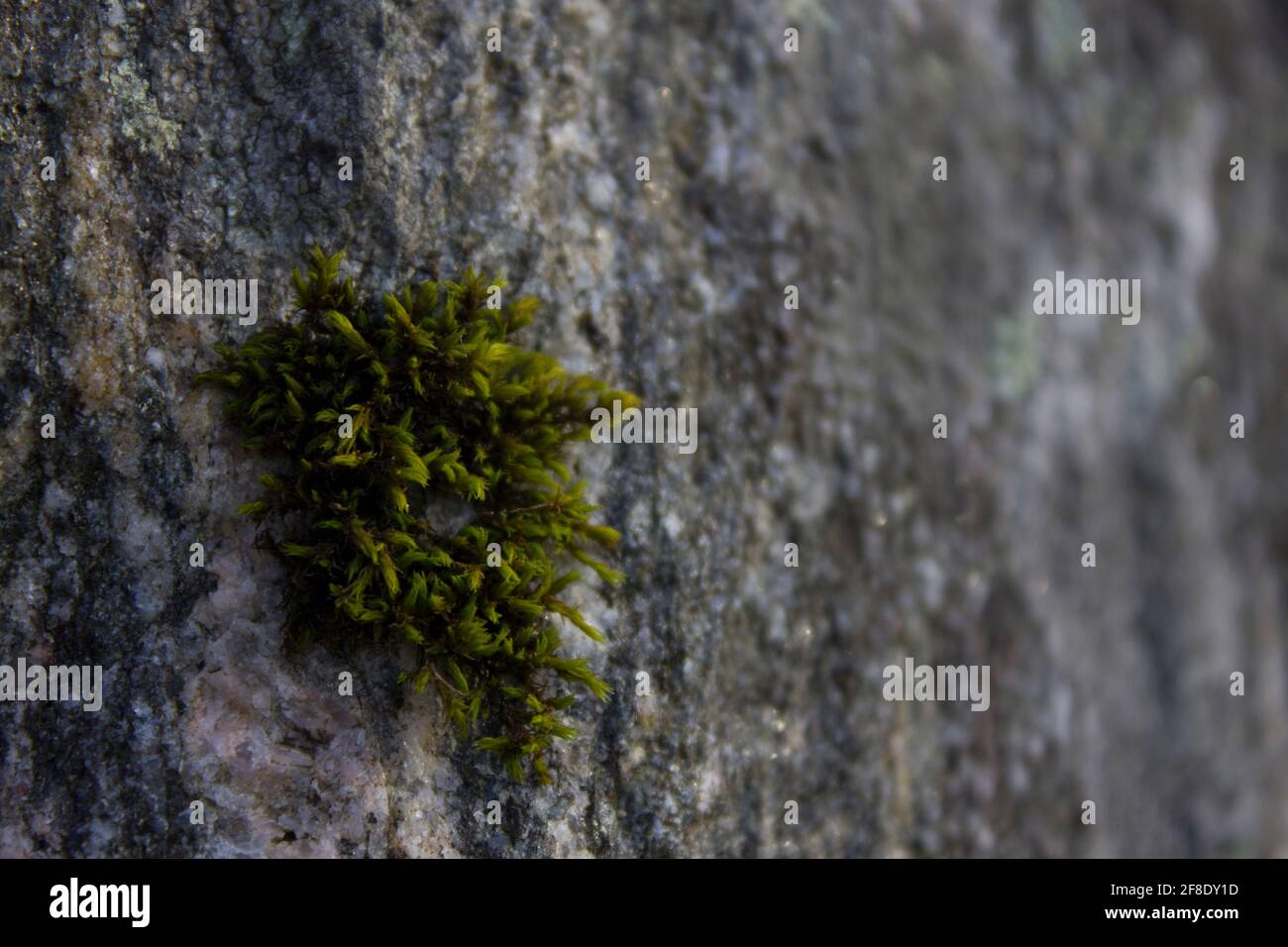 stone with a bit of moss on it close-up Stock Photo - Alamy