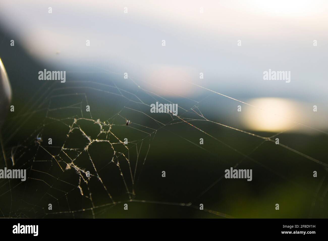 Spider back pattern hi-res stock photography and images - Alamy