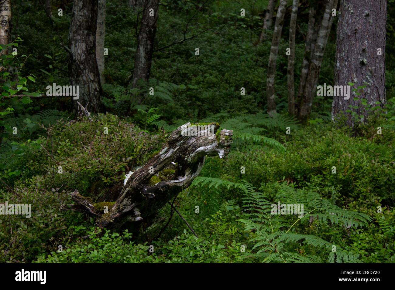 View from a short forest hike Stock Photo - Alamy
