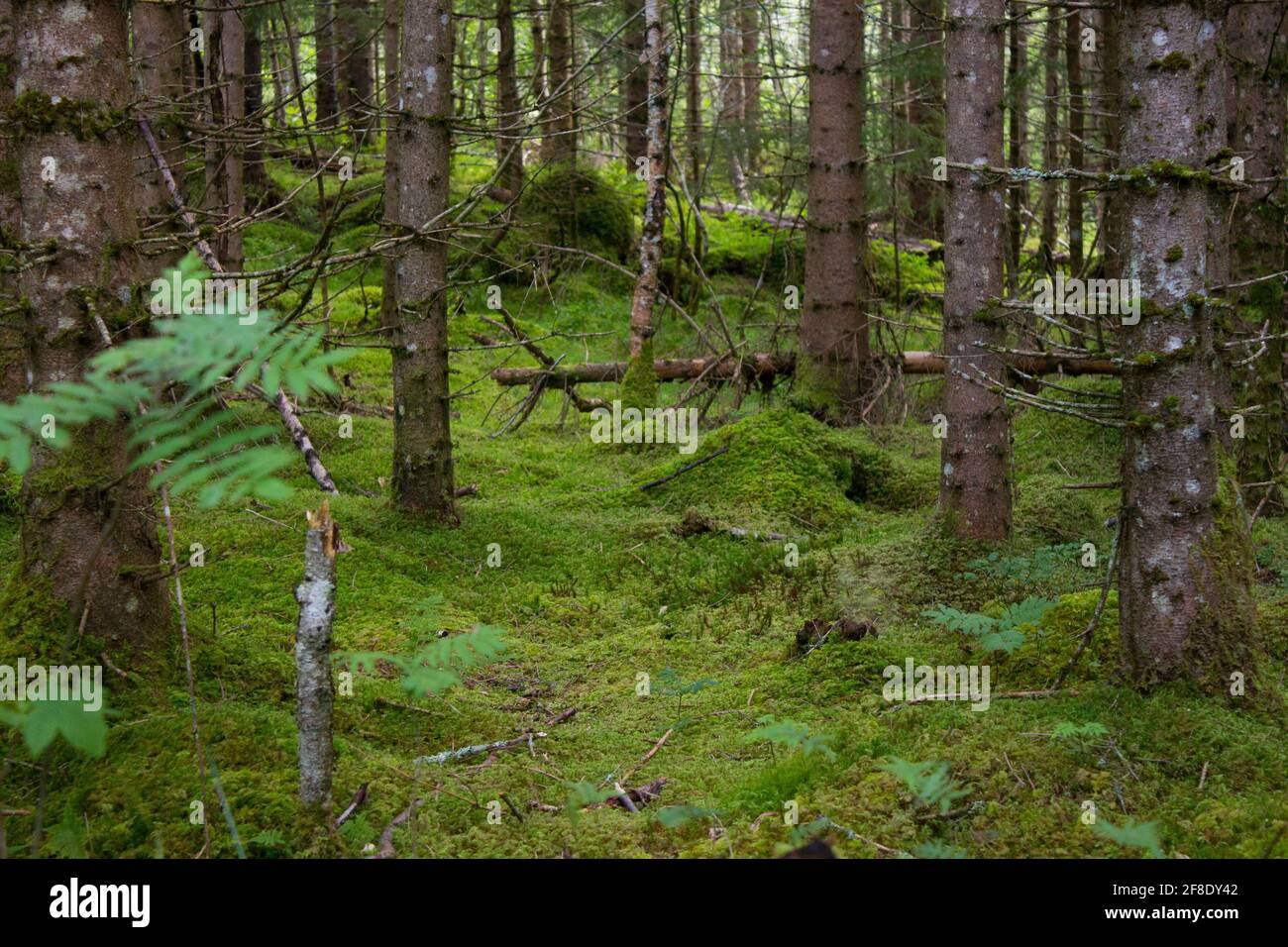 Scoarta hi-res stock photography and images - Alamy