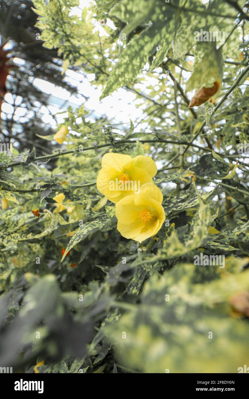 Vertical selective focus shot of two vibrant yellow flowers in a garden ...