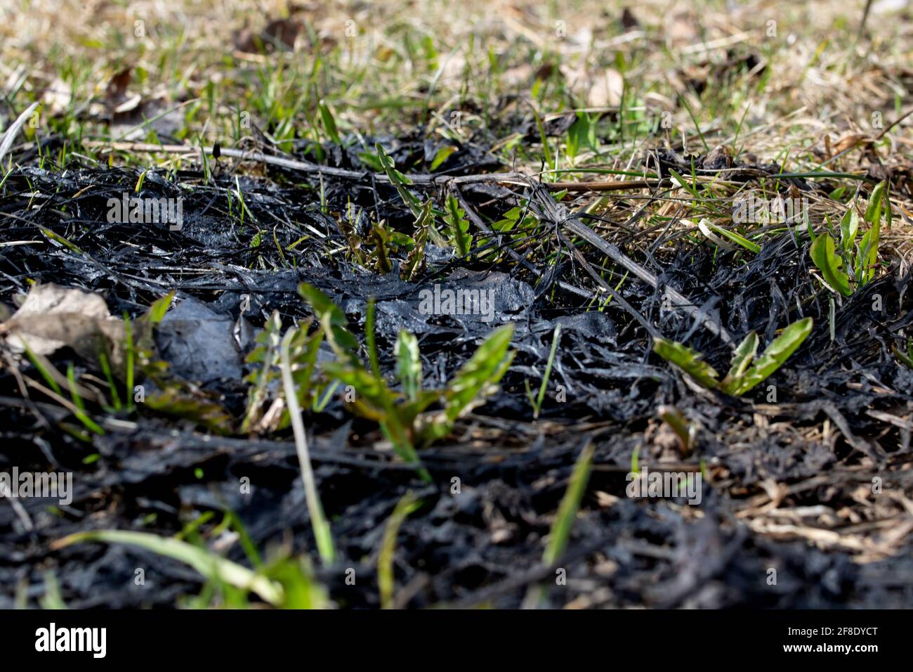 Burnt sprouts hi-res stock photography and images - Alamy