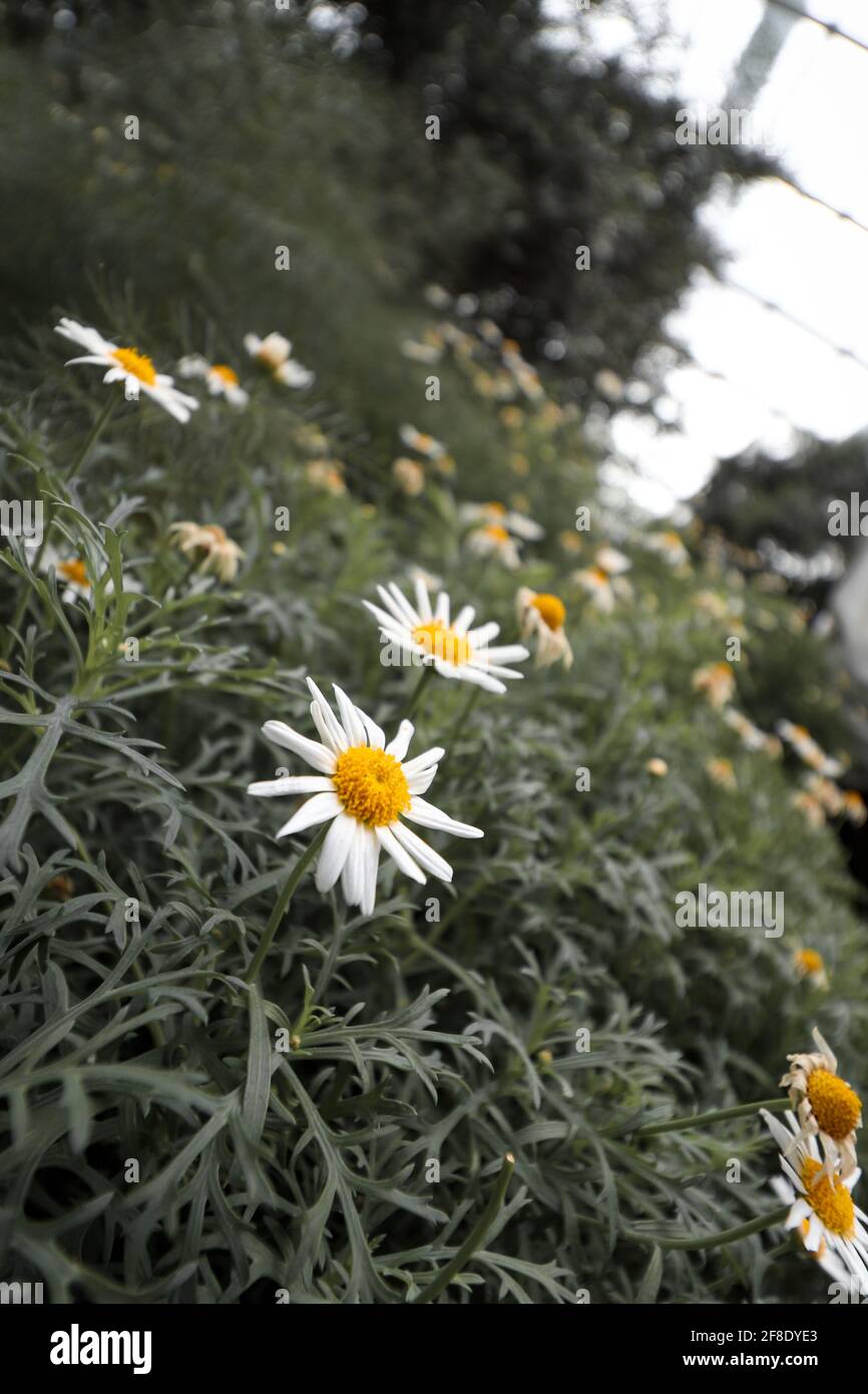 Vertical Dutch angle shot of a group of lively daisies in a beautiful ...