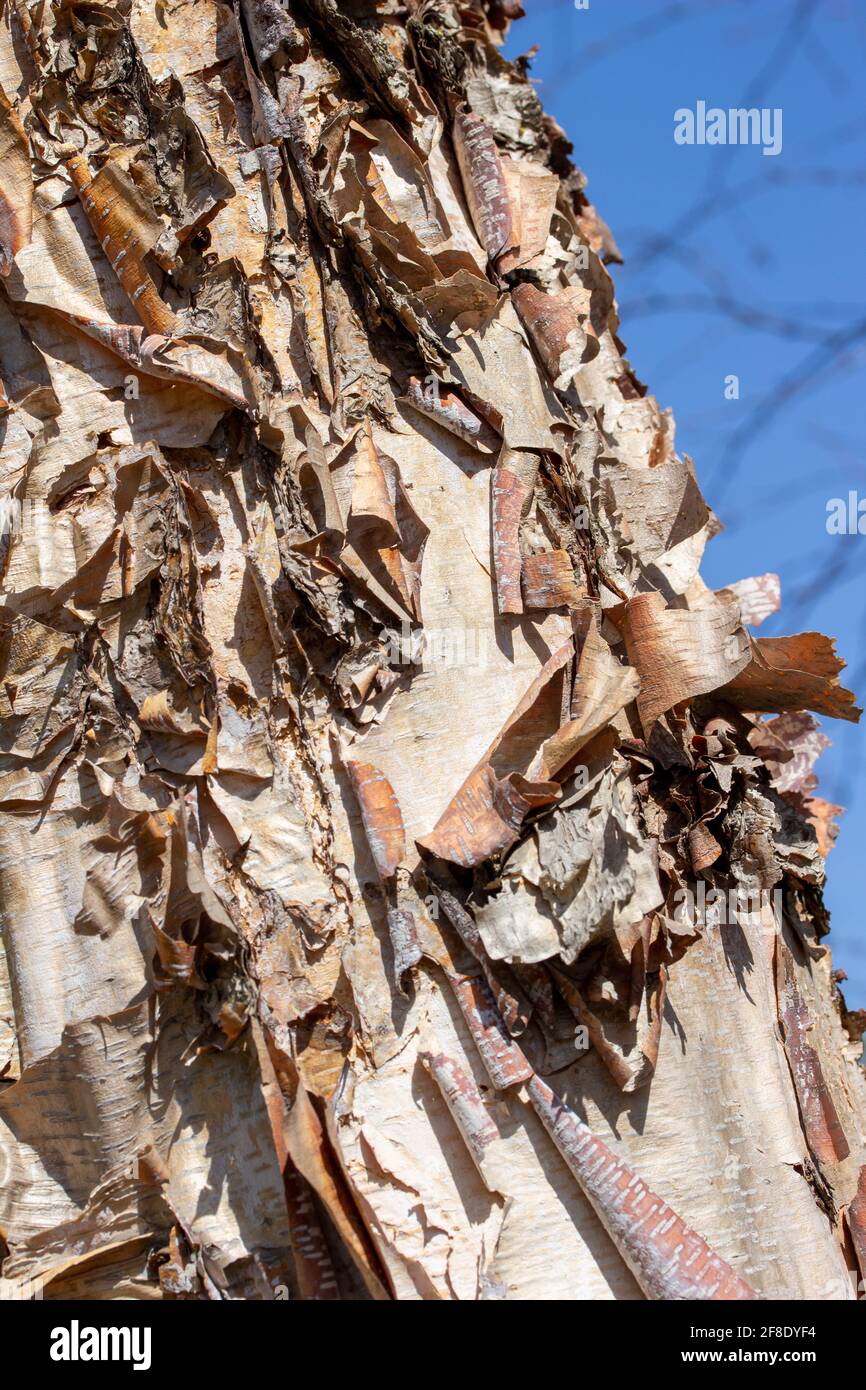 This image shows a close up texture view of attractive torn and peeling ...