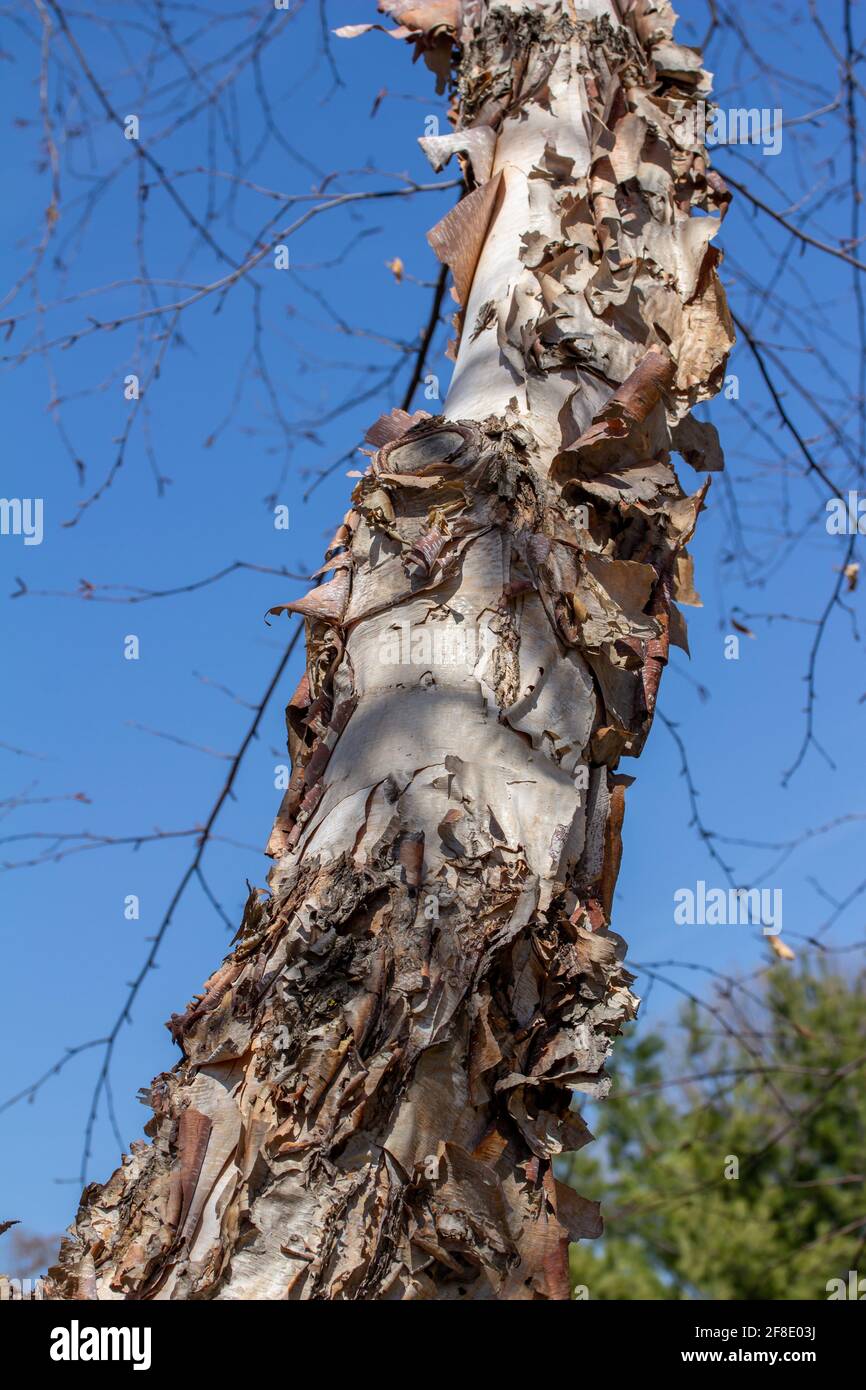 This image shows a close up texture view of attractive torn and peeling ...