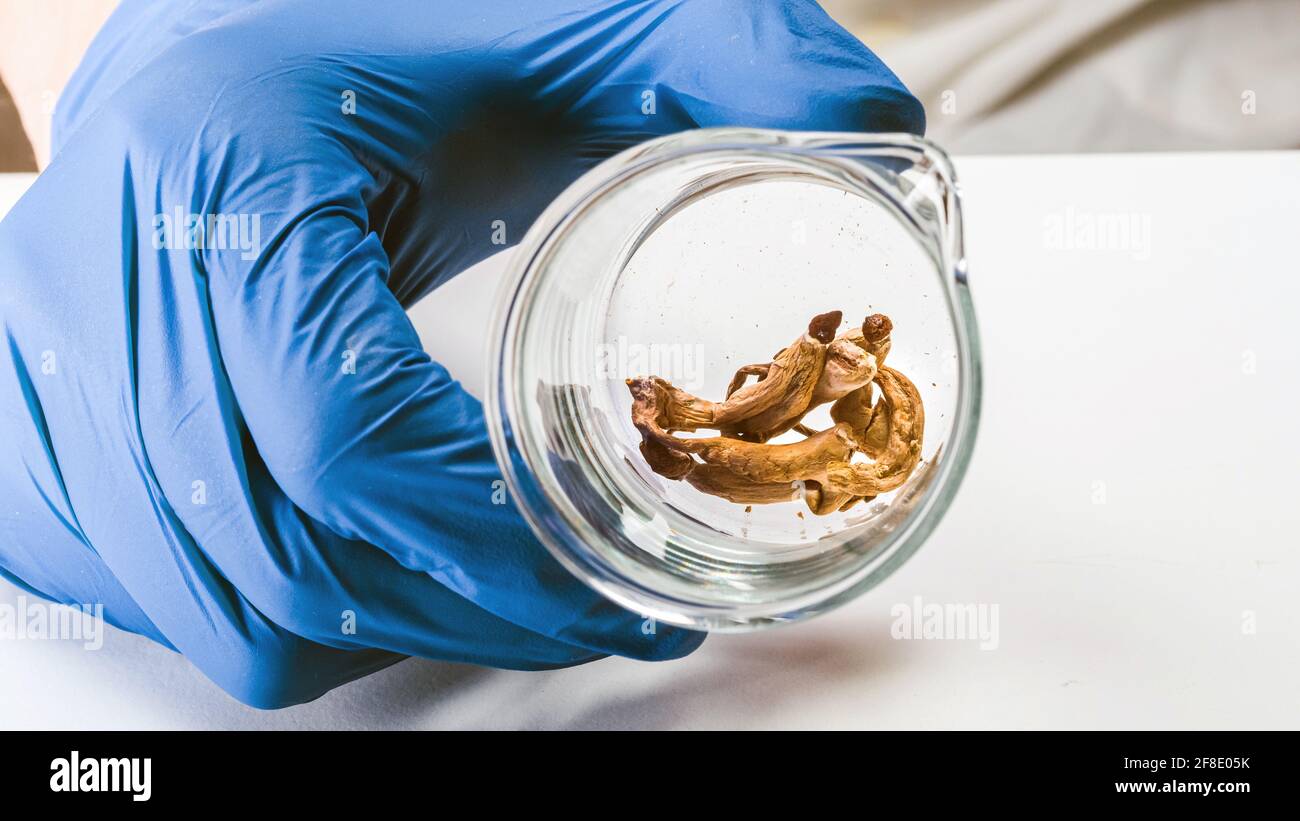 Magic Mushrooms in laboratory. Psilocybin science and research. Person ...