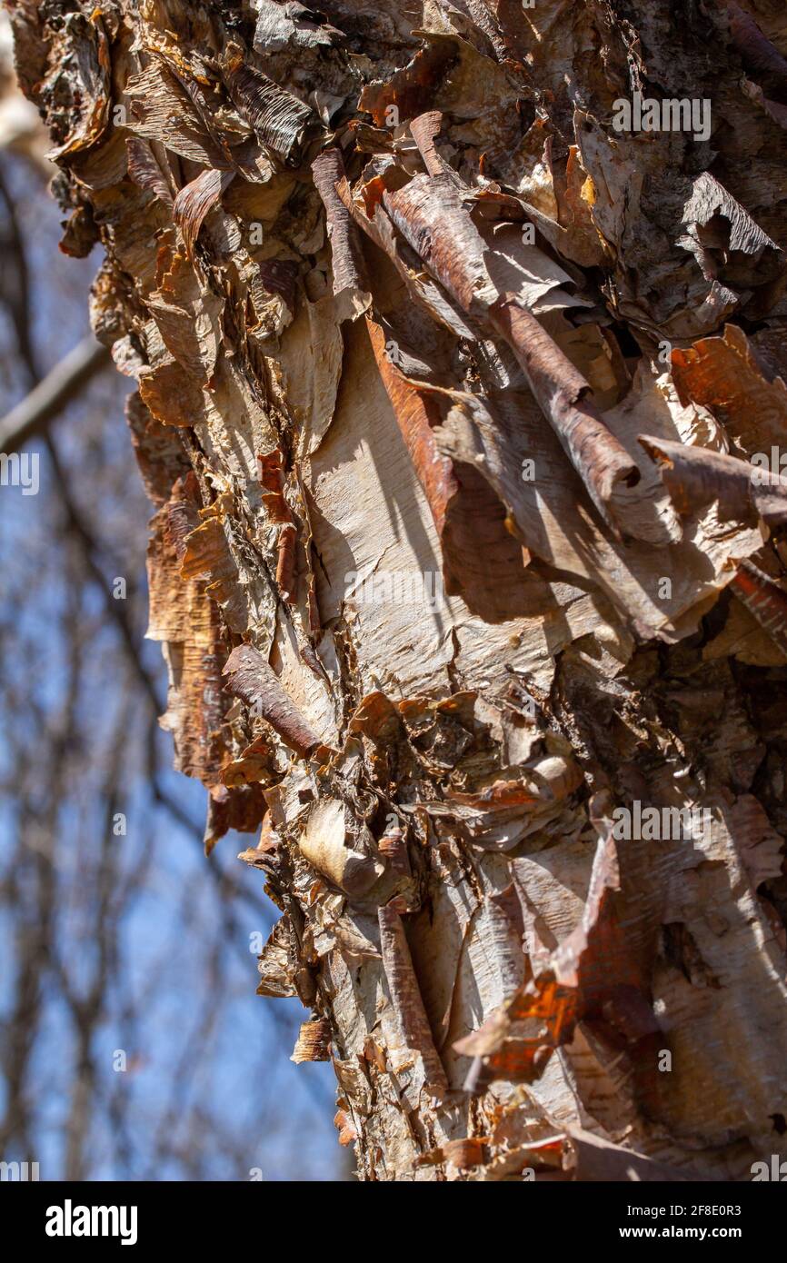 This image shows a close up texture view of attractive torn and peeling ...
