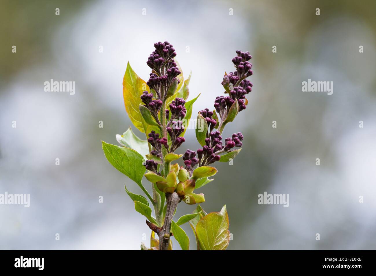 Syringa vulgaris garden hi-res stock photography and images - Alamy