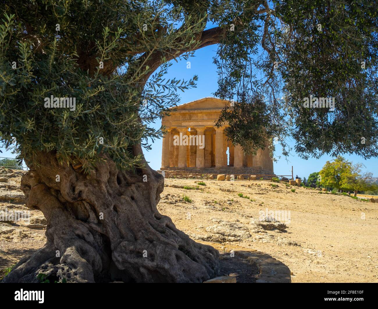 An old olive tree by Temple of Concordia in Valle dei Templi Stock ...