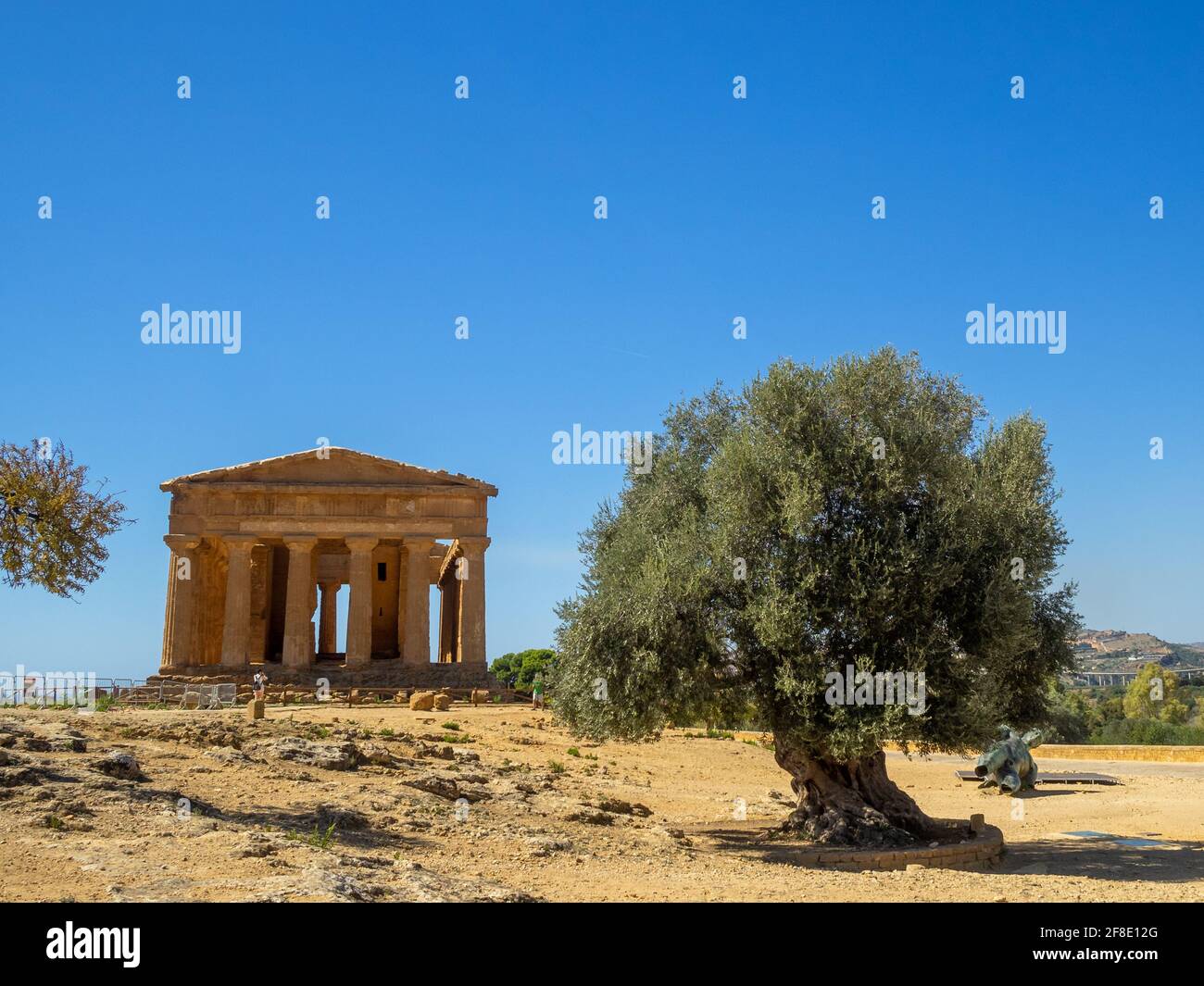 An old olive tree by Temple of Concordia in Valle dei Templi Stock ...