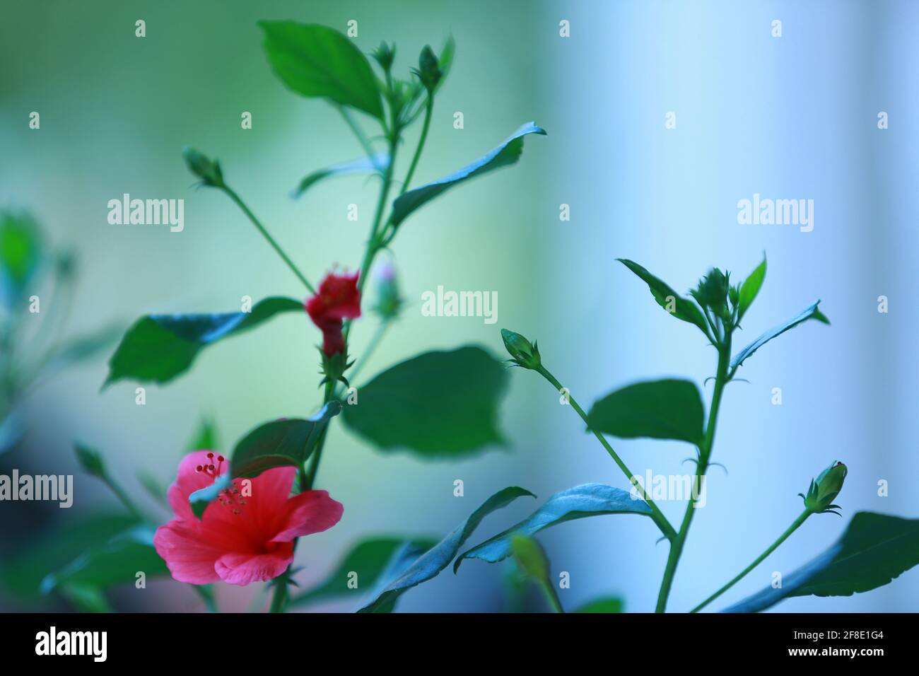 Closeup shot of a beautiful four-o'clock flower with red petals in ...