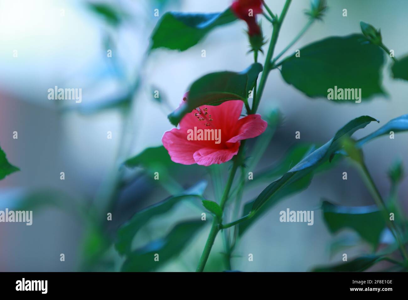 Closeup shot of a beautiful four-o'clock flower with red petals in the ...