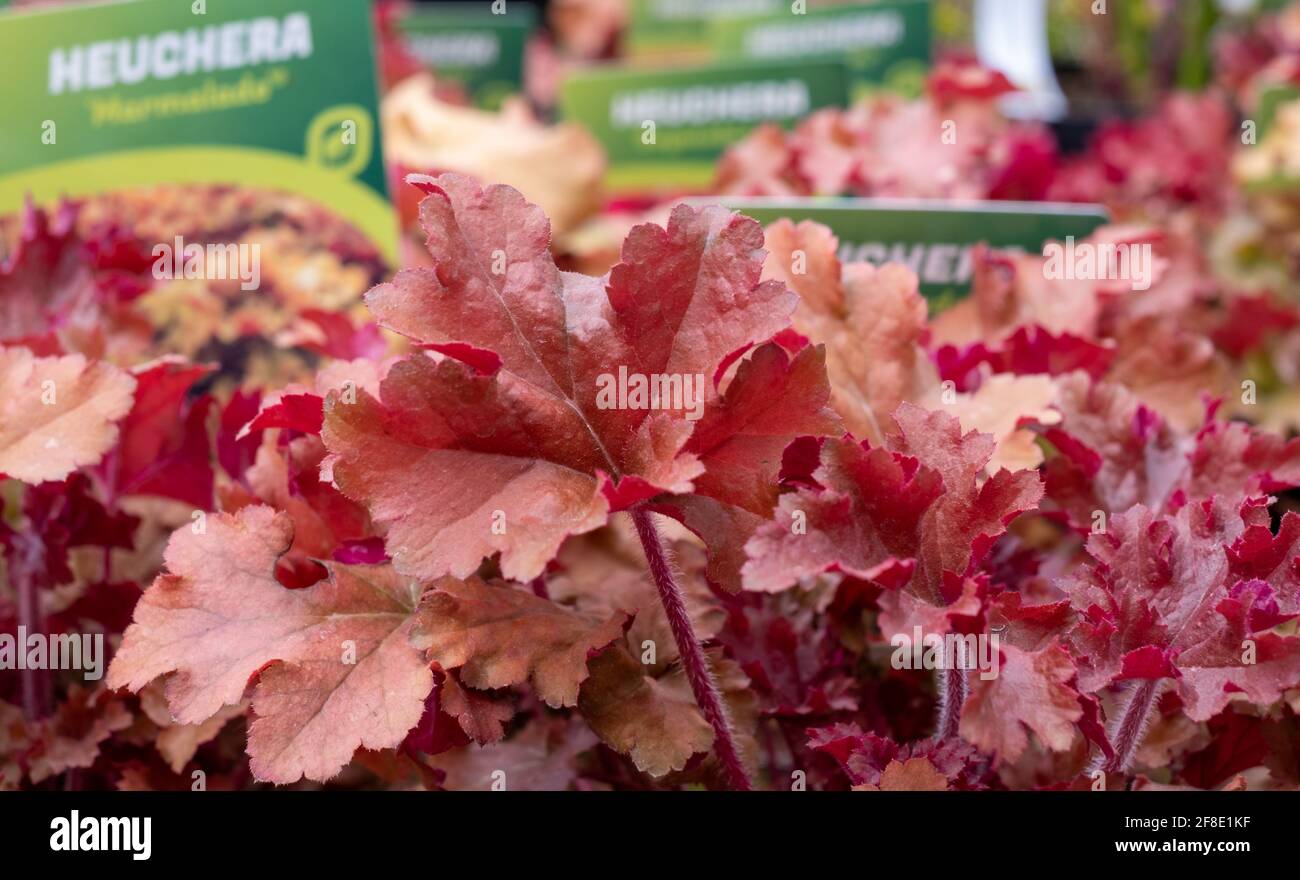 Colourful heuchera plants with textured foliage, photograped in a ...