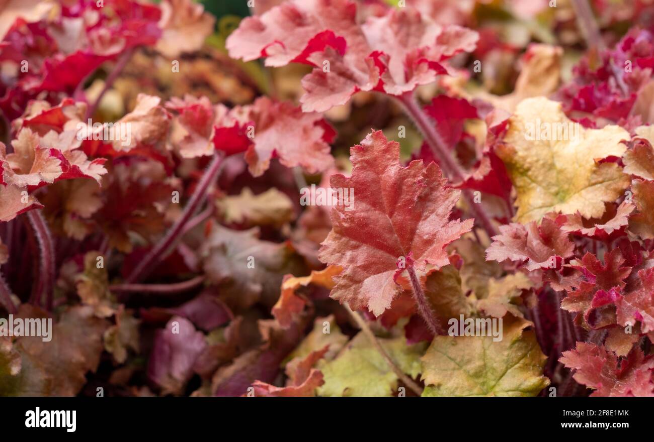 Colourful heuchera plants with textured foliage, photograped in a ...