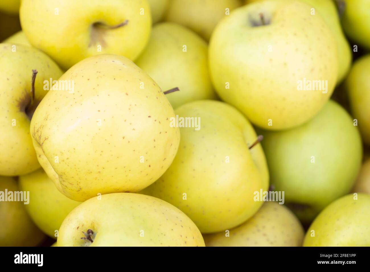 A lot of yellow apples. Harvesting. Healthy diet Stock Photo - Alamy