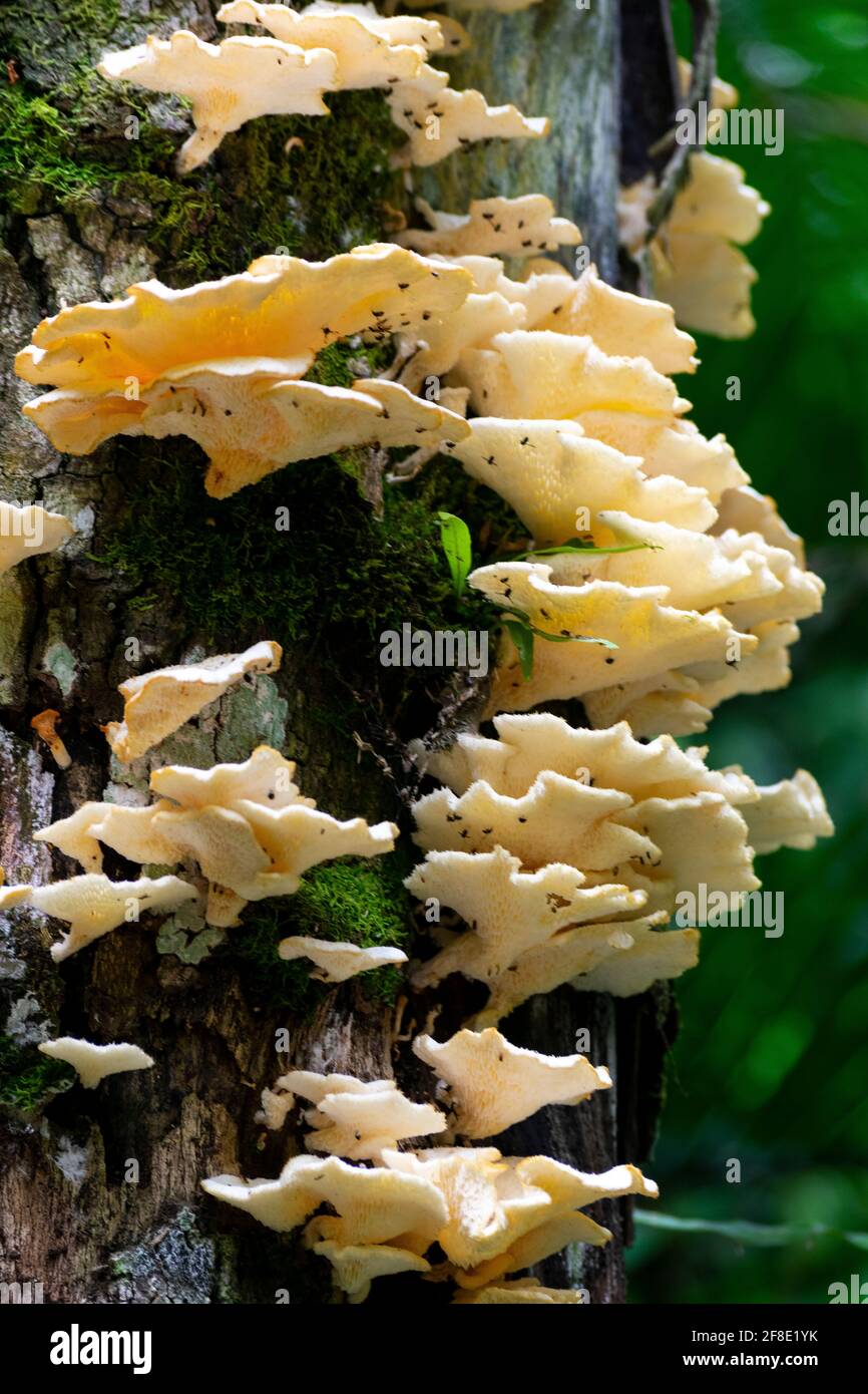 Exotic fungus mushroom growing on a tree in Brazil rainforest Stock ...