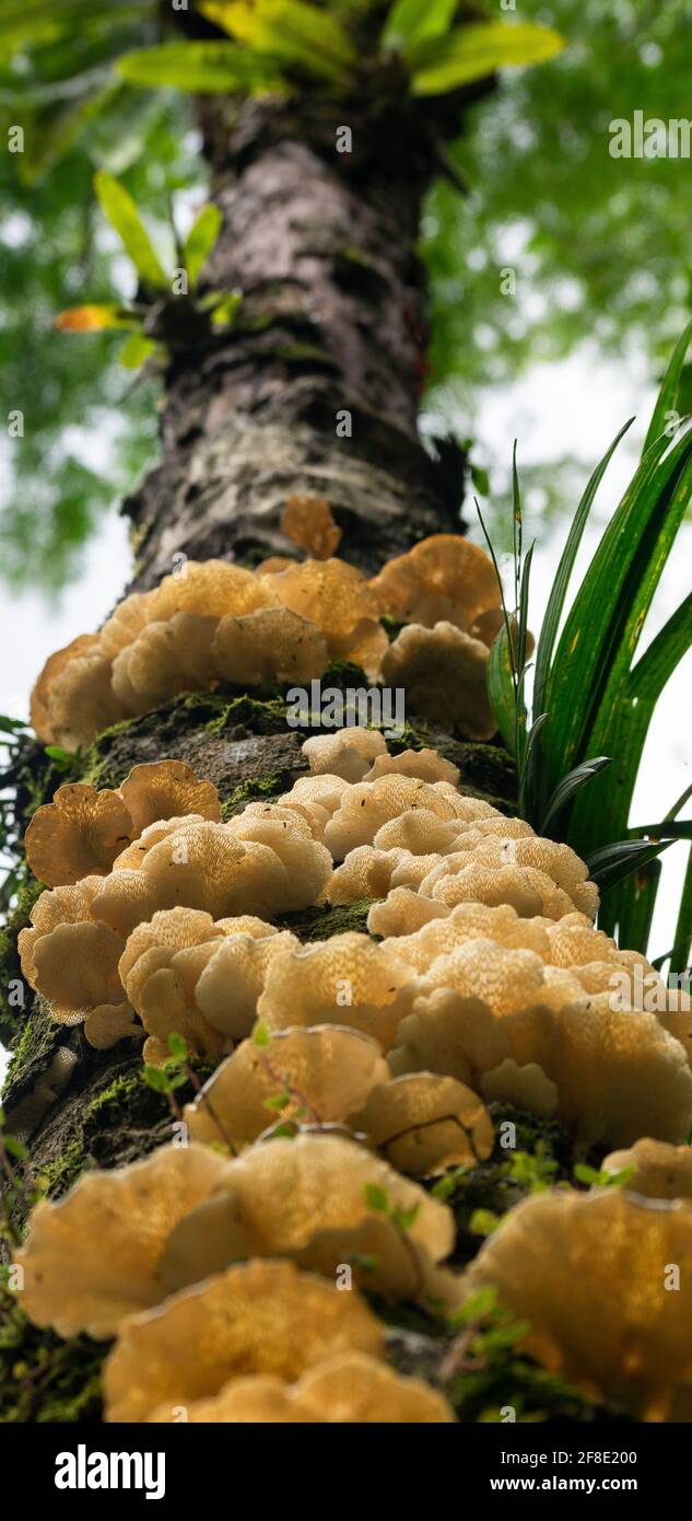 Exotic fungus mushroom growing on a tree in Brazil rainforest Stock ...