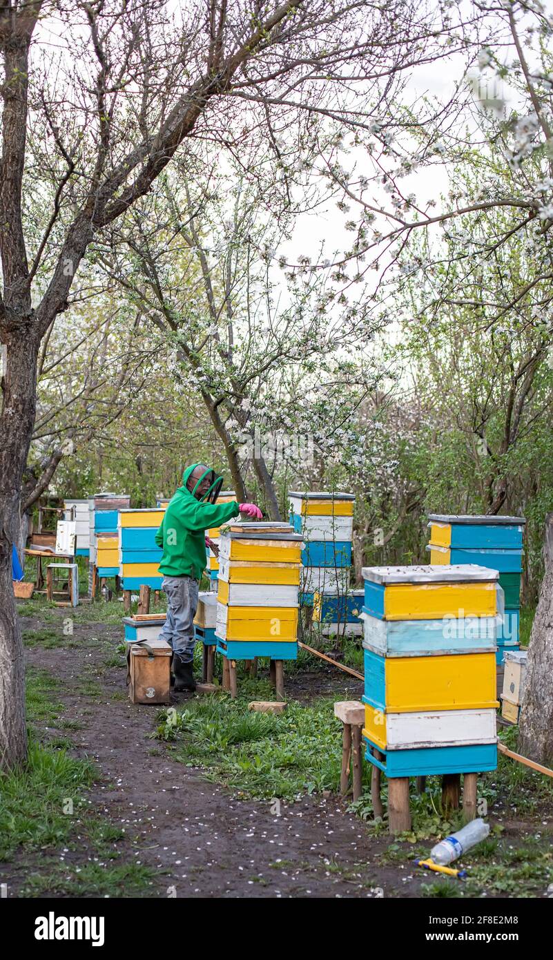 Bee hives in orchard hi-res stock photography and images - Alamy