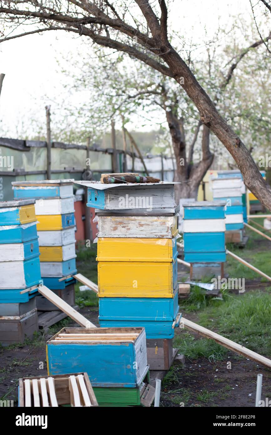 Apiary in the flowering garden in spring. Modernization of flyers ...