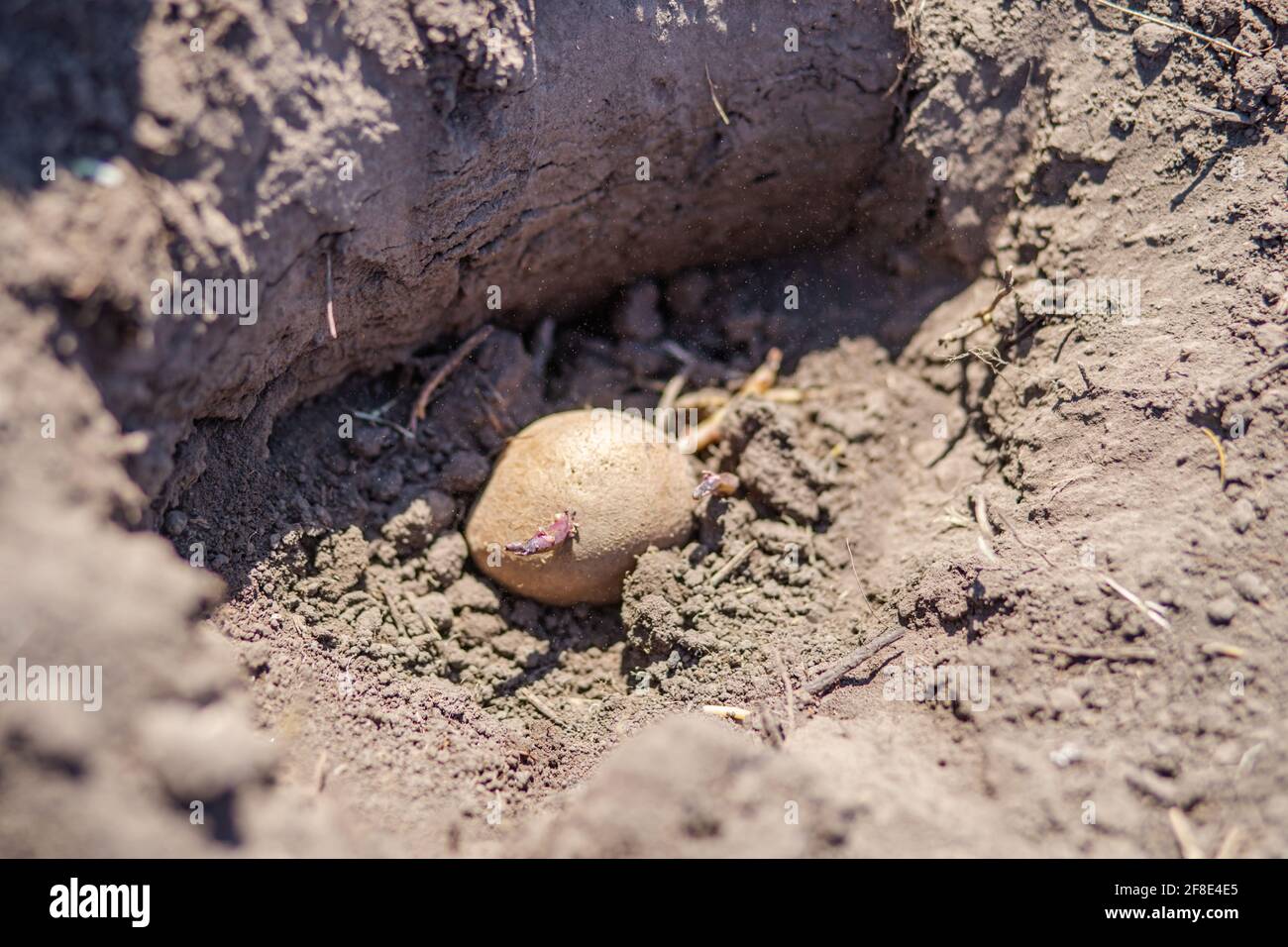 First early seed potatoes with sprouts or with tubers planted in ...