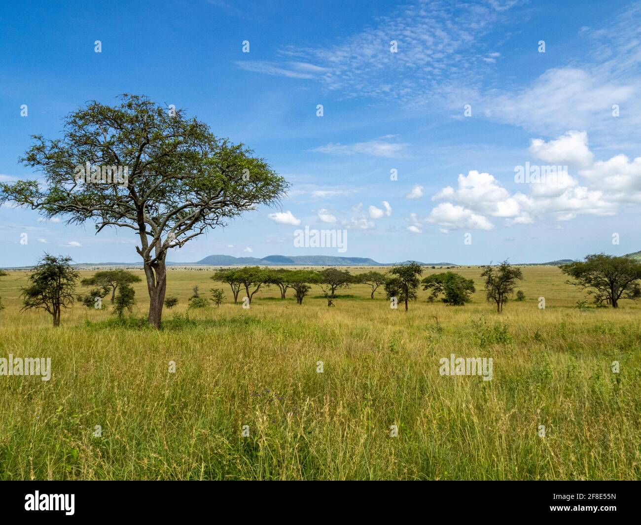 Serengeti National Park, Tanzania, Africa - February 29, 2020: Tree in ...
