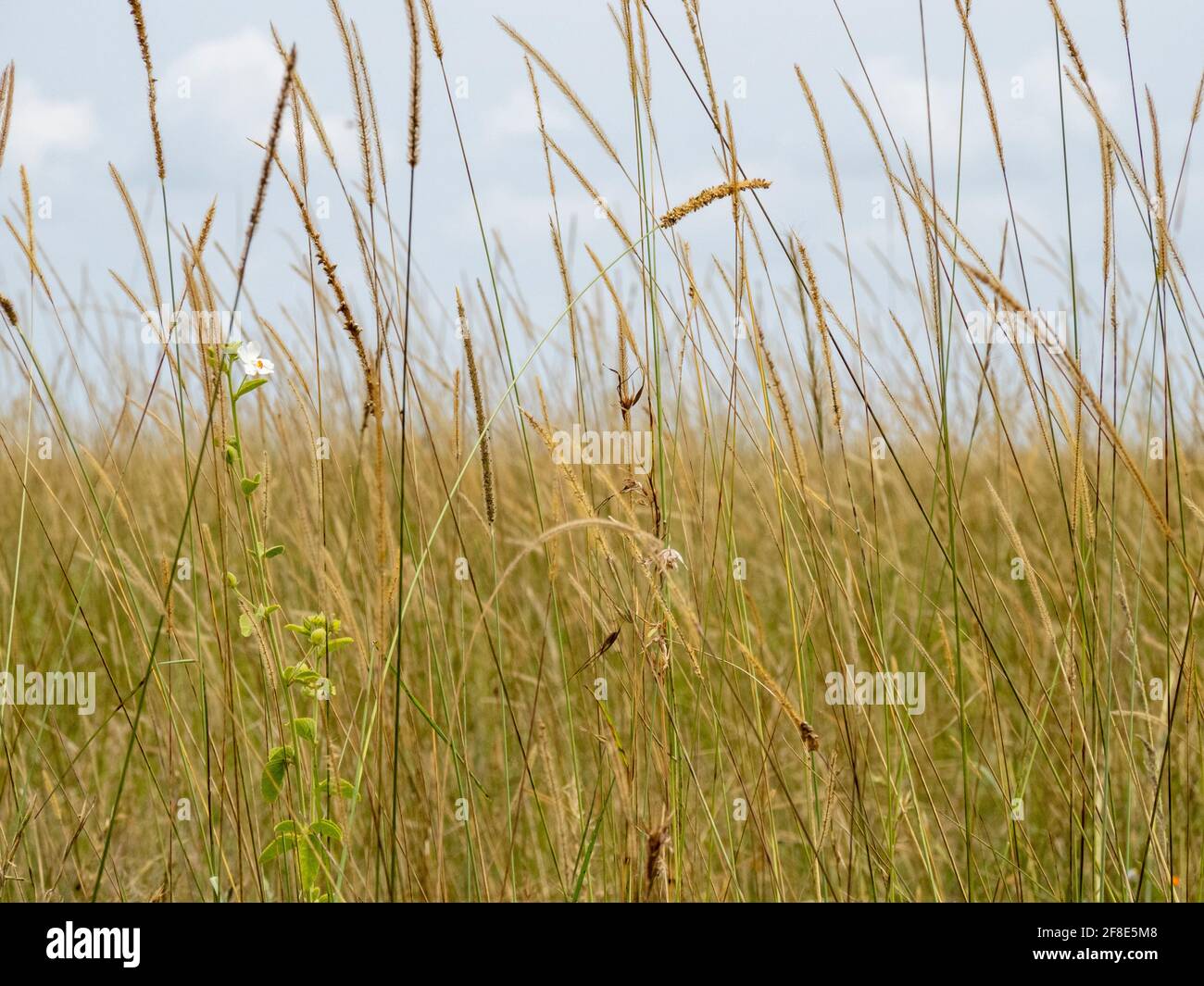 Serengeti National Park, Tanzania, Africa - February 29, 2020: Close up ...
