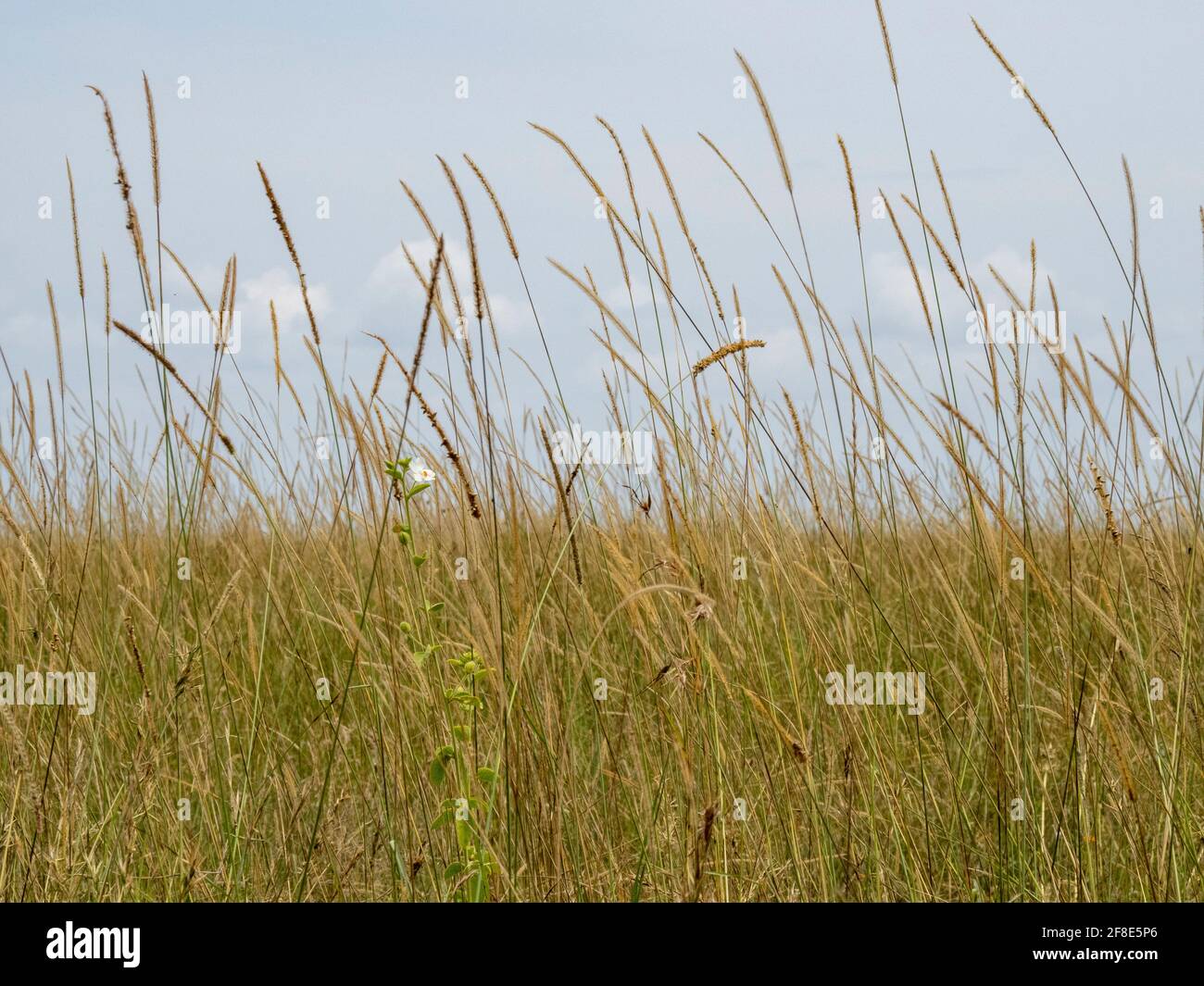 Serengeti National Park, Tanzania, Africa - February 29, 2020: Close up ...