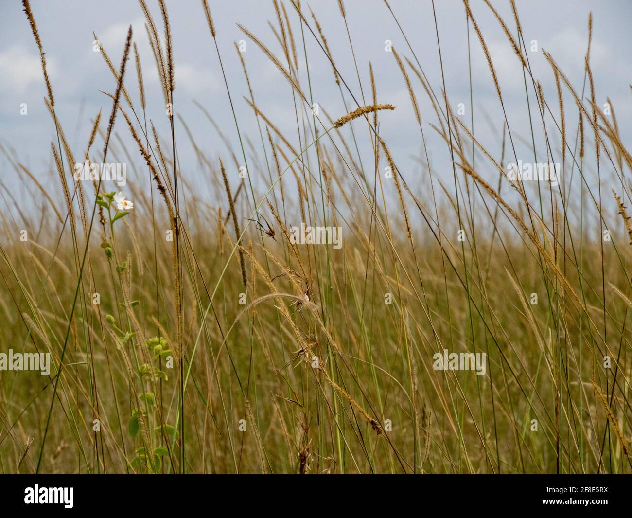 Serengeti National Park, Tanzania, Africa - February 29, 2020: Close up ...