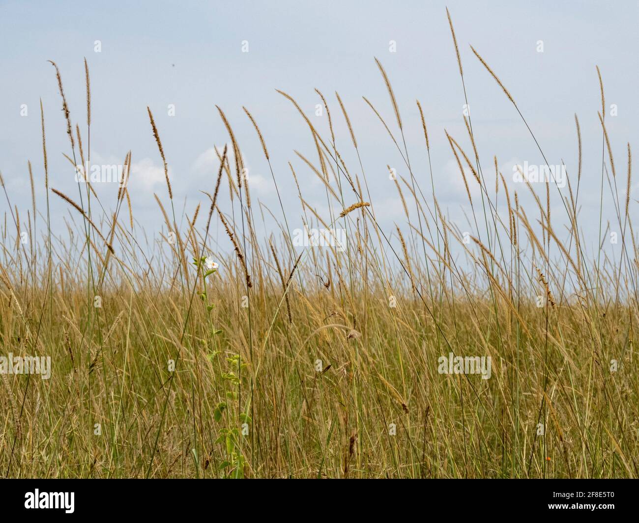 Serengeti National Park, Tanzania, Africa - February 29, 2020: Close up ...